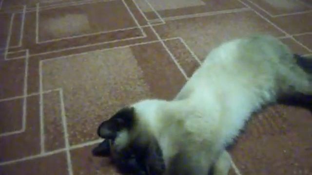 Сара играет мышкой // Funny Cats // Милое видео про кошек//the cat plays with the mouse