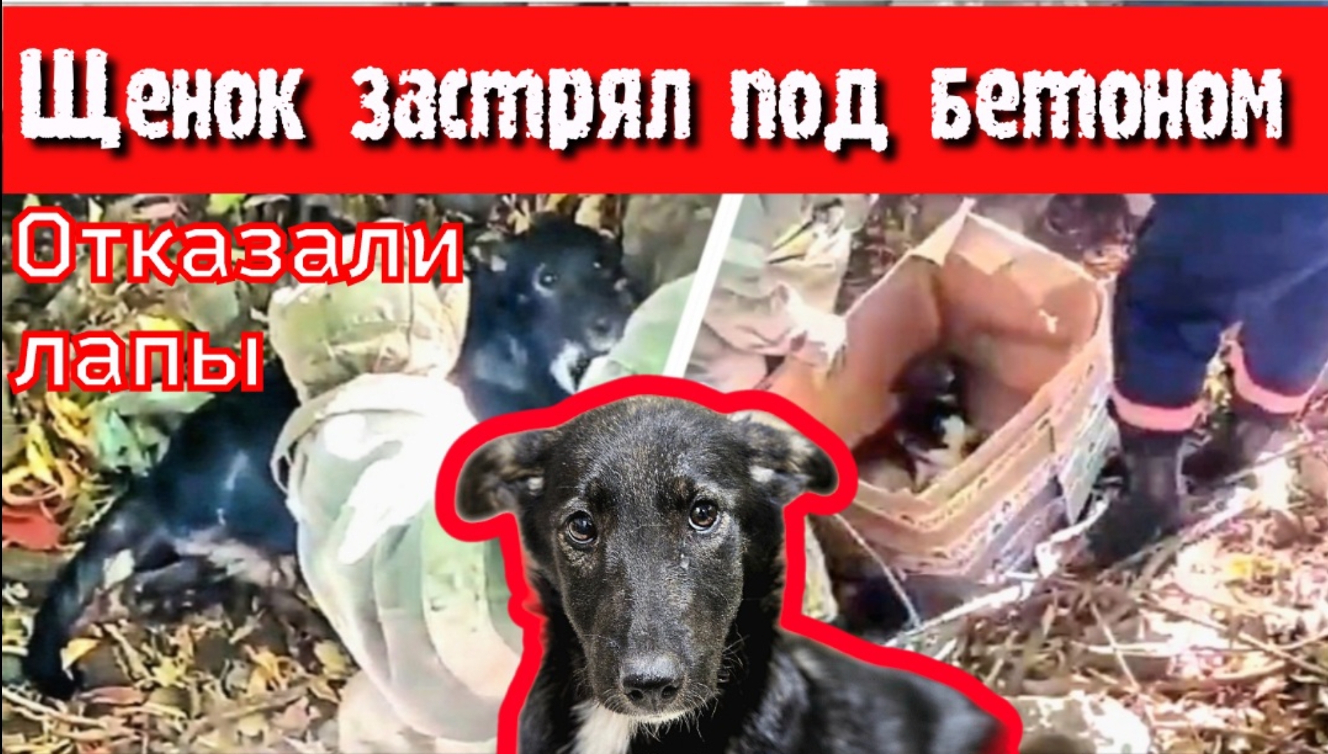 ?Щенок застрял под бетонной плитой/ он плакал от боли/отказали лапы/ help save a sick puppy