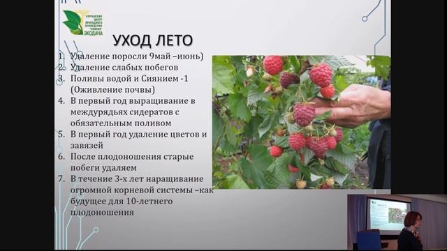 Выращивание малины