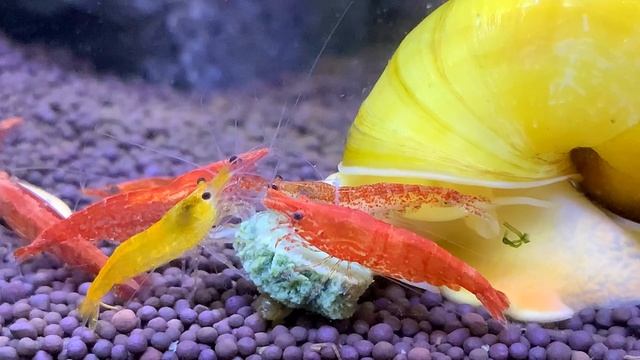 Пресноводные креветки