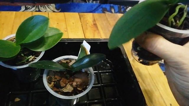 Мой орхидейный детский сад.