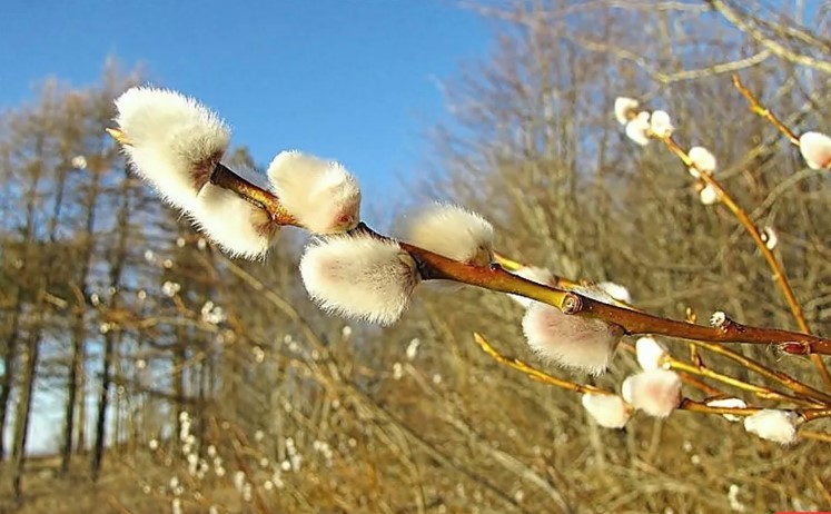 Я заведу будильник на апрель... Автор текста Ирина Самарина-Лабиринт. Стихи.