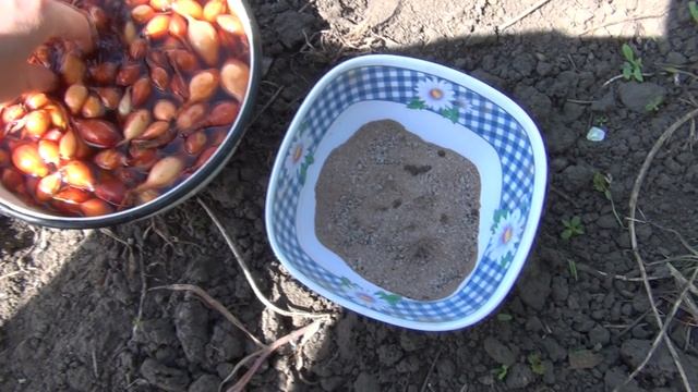 Как избежать вредителей и стрелок у лука