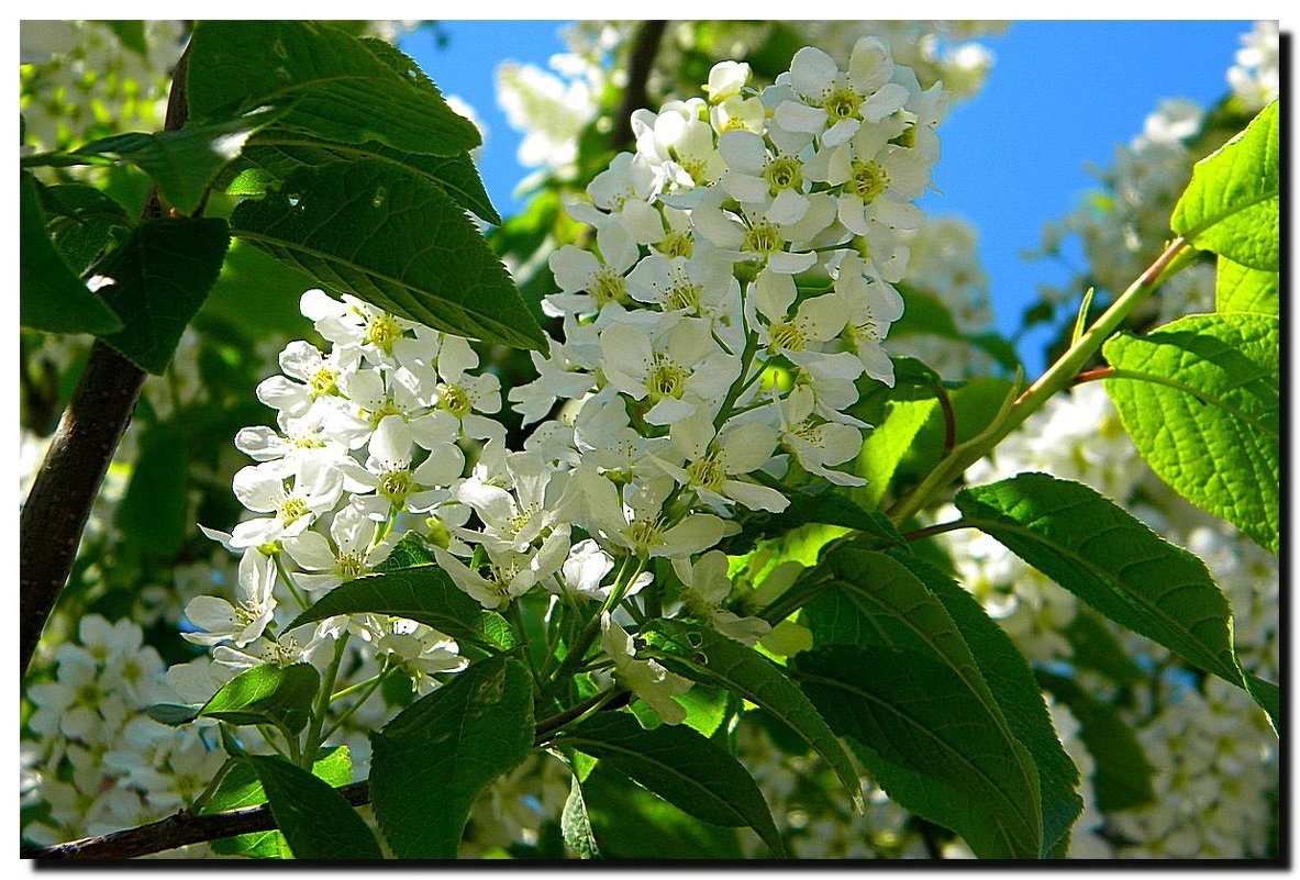 А черёмуха вновь зацветает.mp4