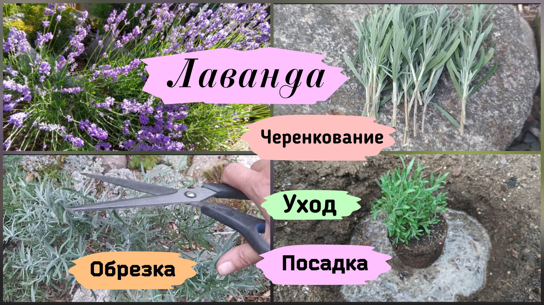 Лаванда.Посадка, уход, обрезка,черенкование.