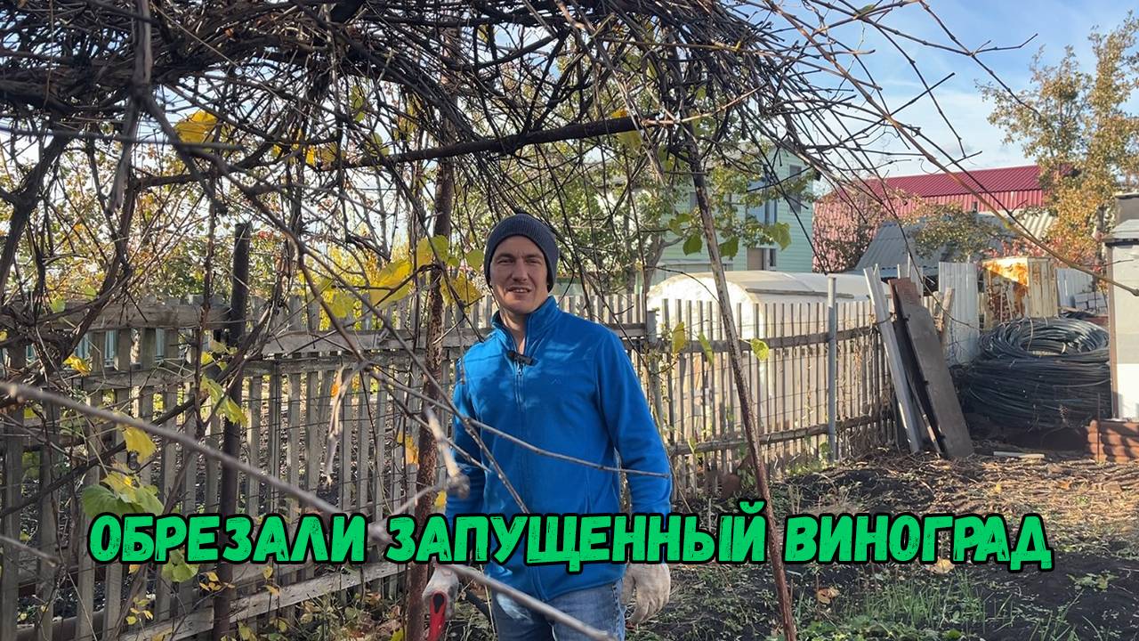 Обрезали запущенный виноград