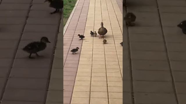 Утка и утята на прогулке. Утиные истории