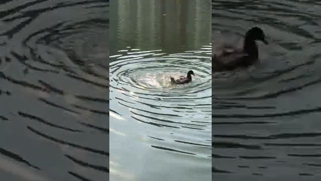 Утиные истории. Жарко всем, и уткам тоже.