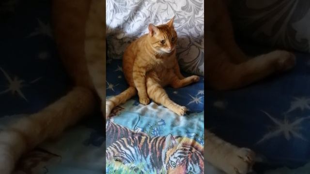 Том.mp4