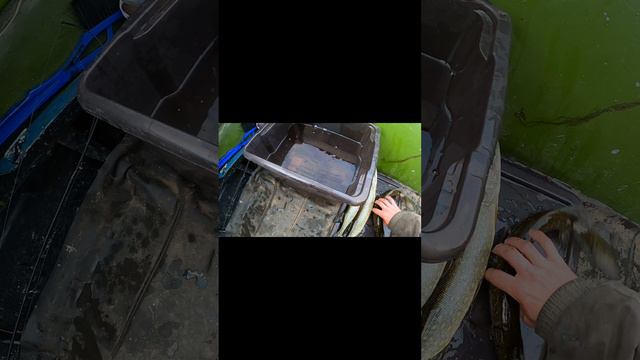 щука хочет жить #рыбалка