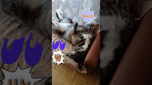 Фаня требует мясо!