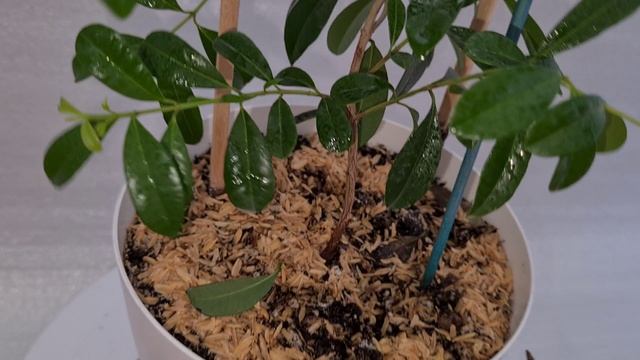 Евгения миртолисная 7