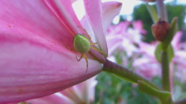 Цветочный паучок. Стихи и монтаж Любови Чернышовой, читает автор. Муз. фон - Фаусто Папетти
