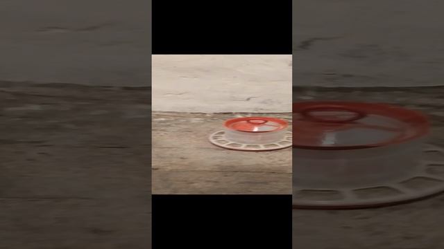 Наши курочки первые дни.