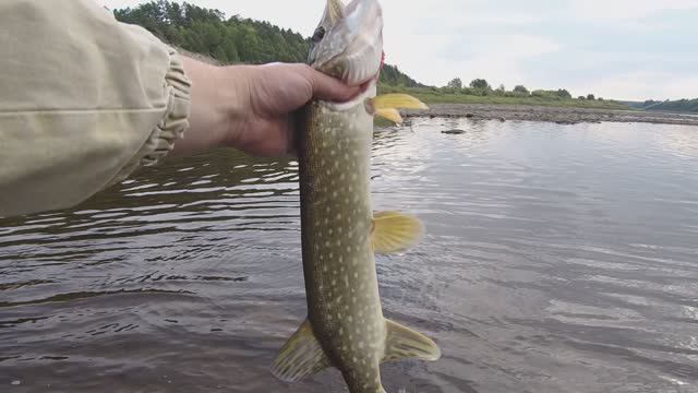 рыбалка на реке Онега. спиннинг. сентябрь 2024. деревня Кирилловка.