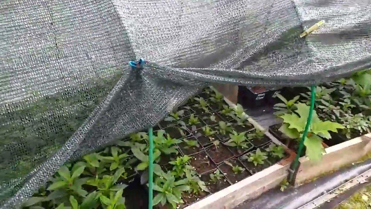 Уход за черенками гортензий в жару  30+! Калужская область