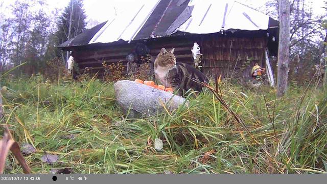 Кот Лопух попал в кадр...