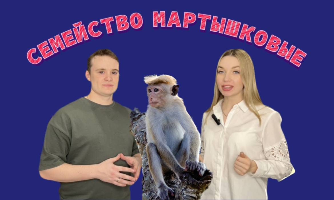 Животный мир. Семейство мартышковые.