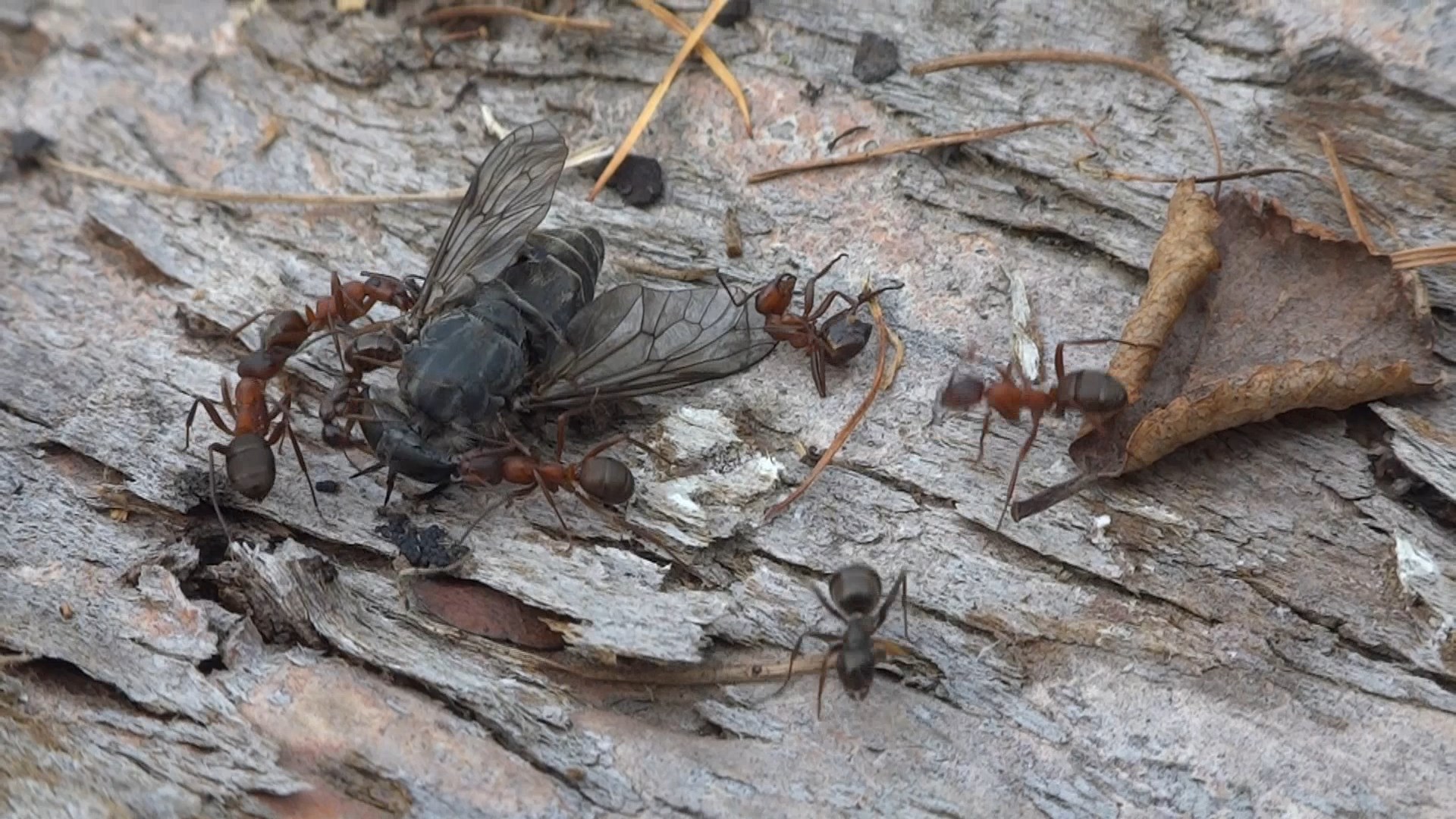 Нападение лесных муравьев. The attack of wood ants.