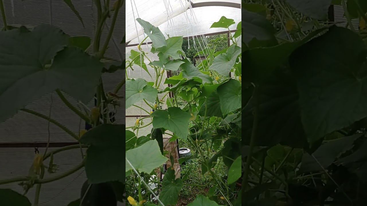 Рывок на свободу. Поэзия лета.