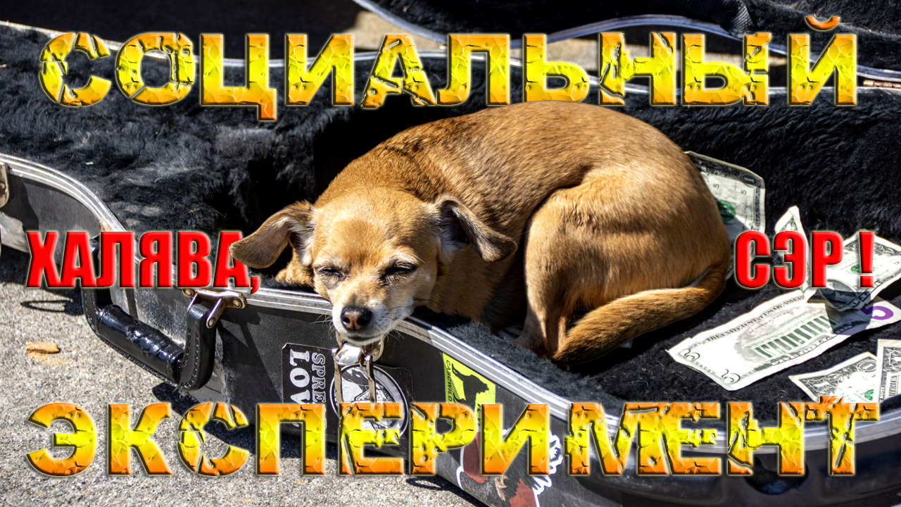 Социальный эксперимент: Халява, сэр! / Кинология / Зоопсихология / Психология
