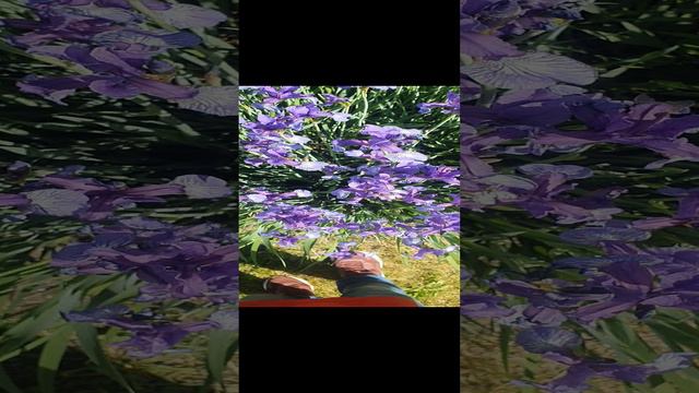 Жужание шмелей вам в ленту для хорошего  урожая овощей.