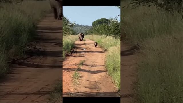 напоил птичку маленький ребенок и берег сокровища.mp4