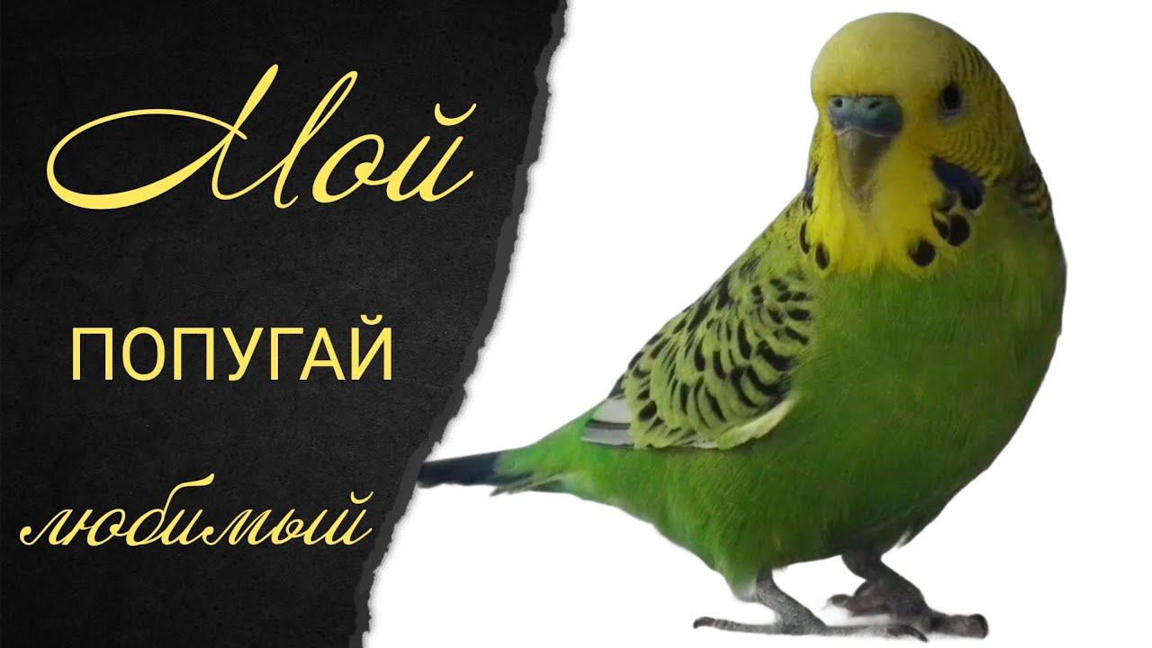 Попугай купается.....