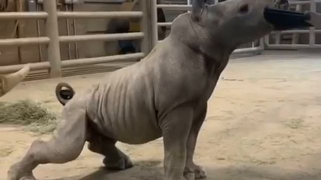 Потягушки маленького носорога