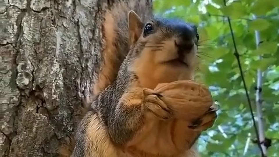 Белка и Орешек