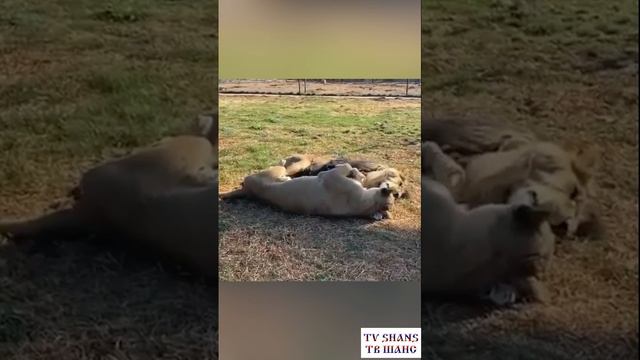 С любовью! #music #вокал #красиваяпевица #певица #музыка #песня #концерт #топ