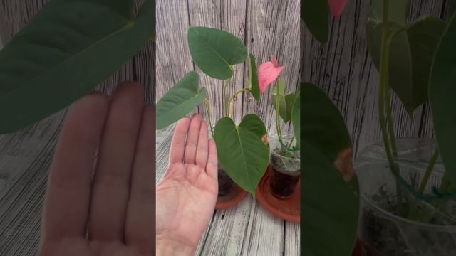 Антуриум розовый ?