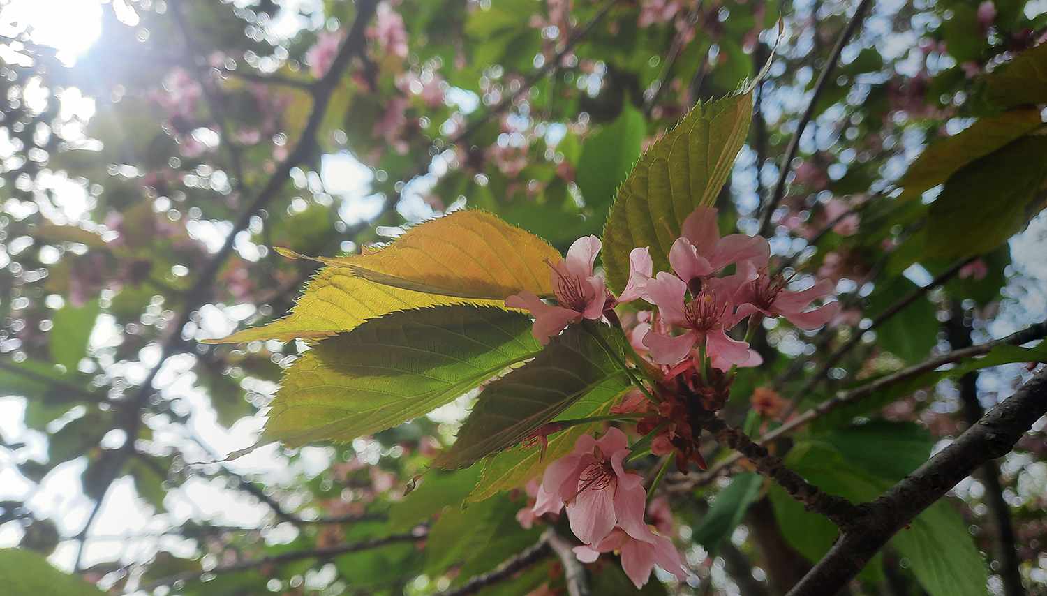САКУРА И ЧАЙ. ПЕТЕРБУРГ.