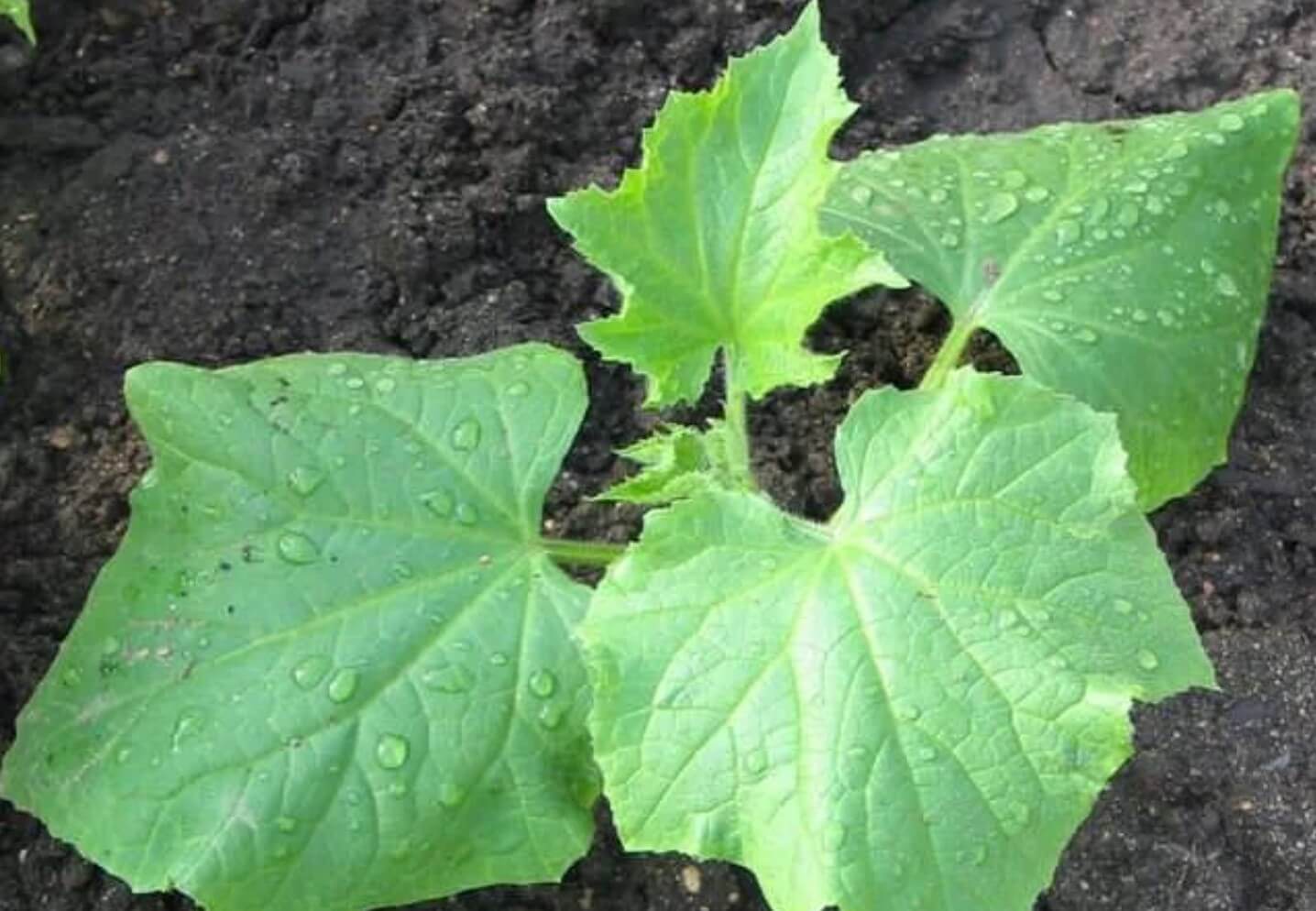 ЧЕМ ПОДКОРМИТЬ ОГУРЦЫ В ПЕРВЫЙ РАЗ,ЧТОБЫ ЗАВАЛИЛО УРОЖАЕМ?Просто полейте и они в миг пойдут в рост.