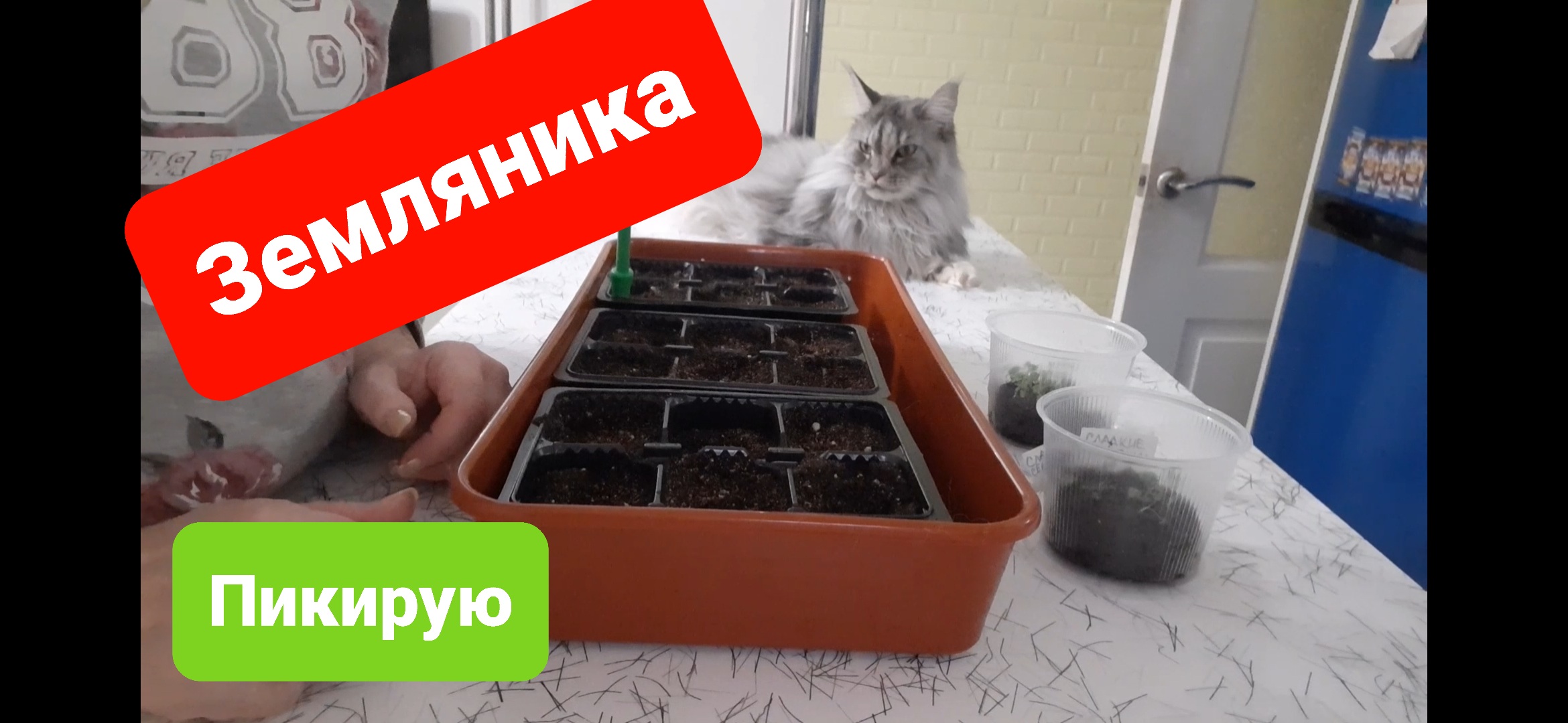 Земляника. Пикировка.