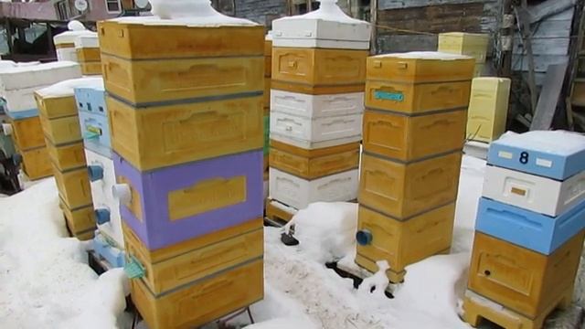 проблемы с пчелами в январе , пчелы выращивают расплод - как пчеловод сам пчелам проблемы создает