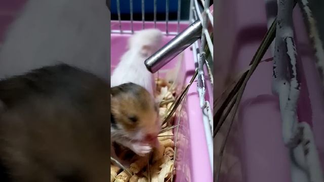 Откуда хомячки знают, как пить из поилок