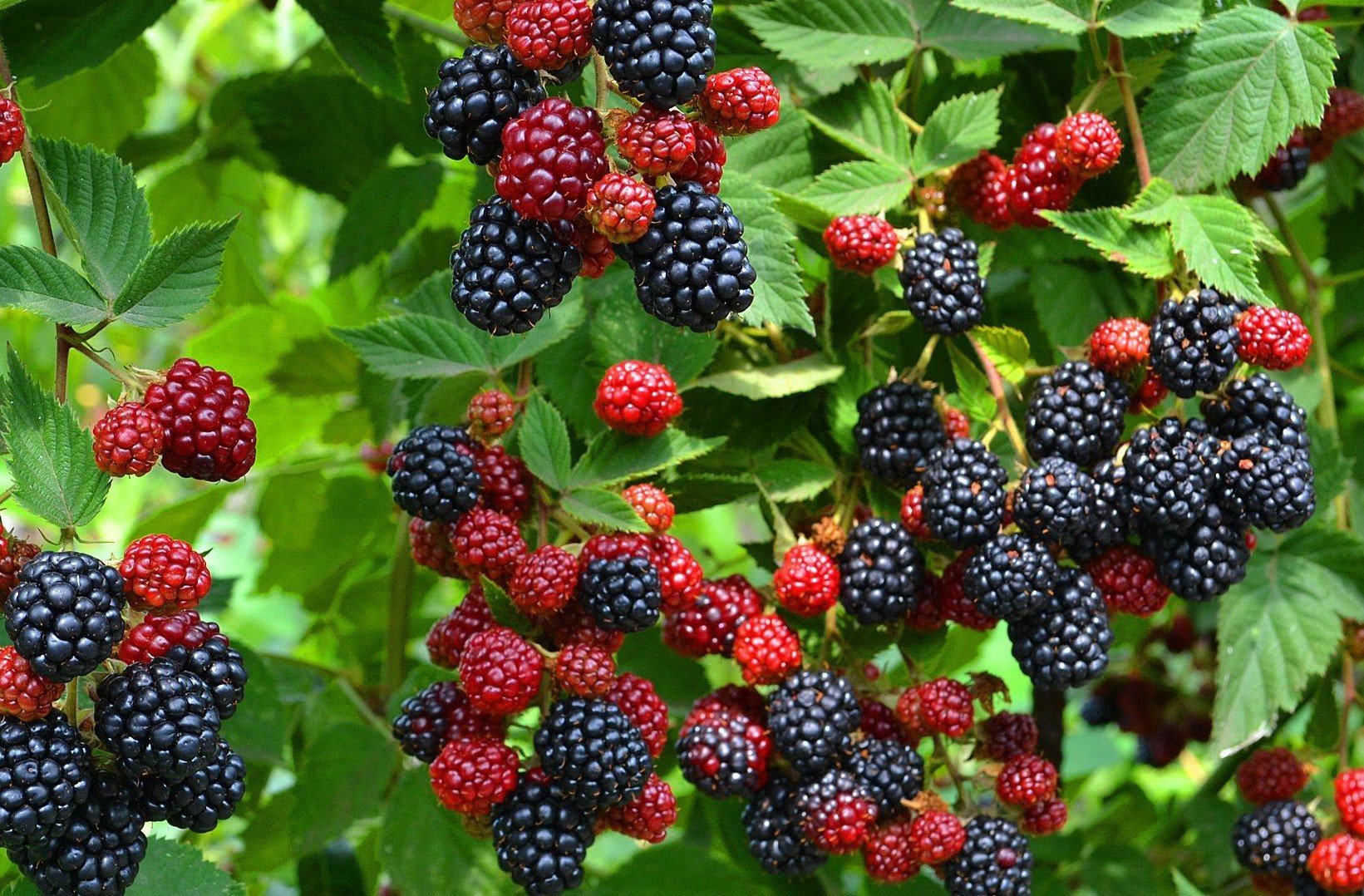 Вино из Ежевики - 2 часть (720p).mp4