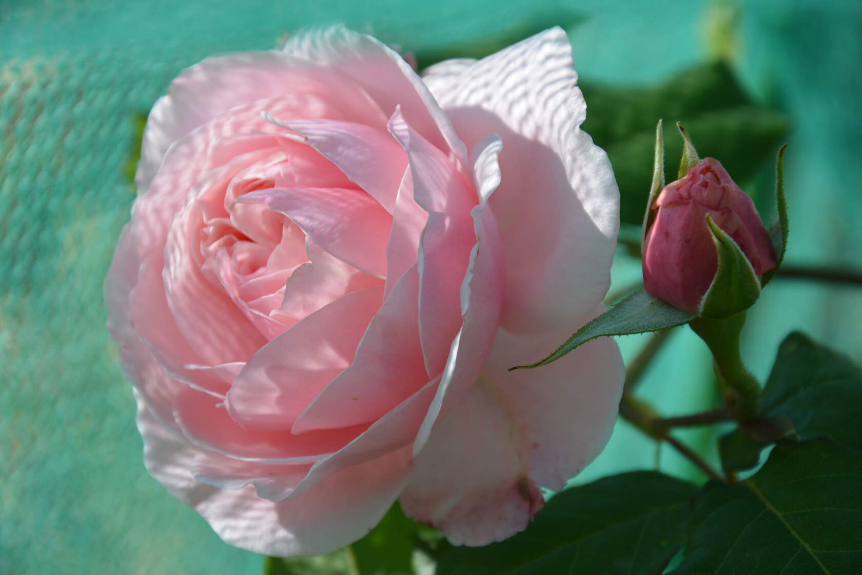 Роза - королева нашего сада