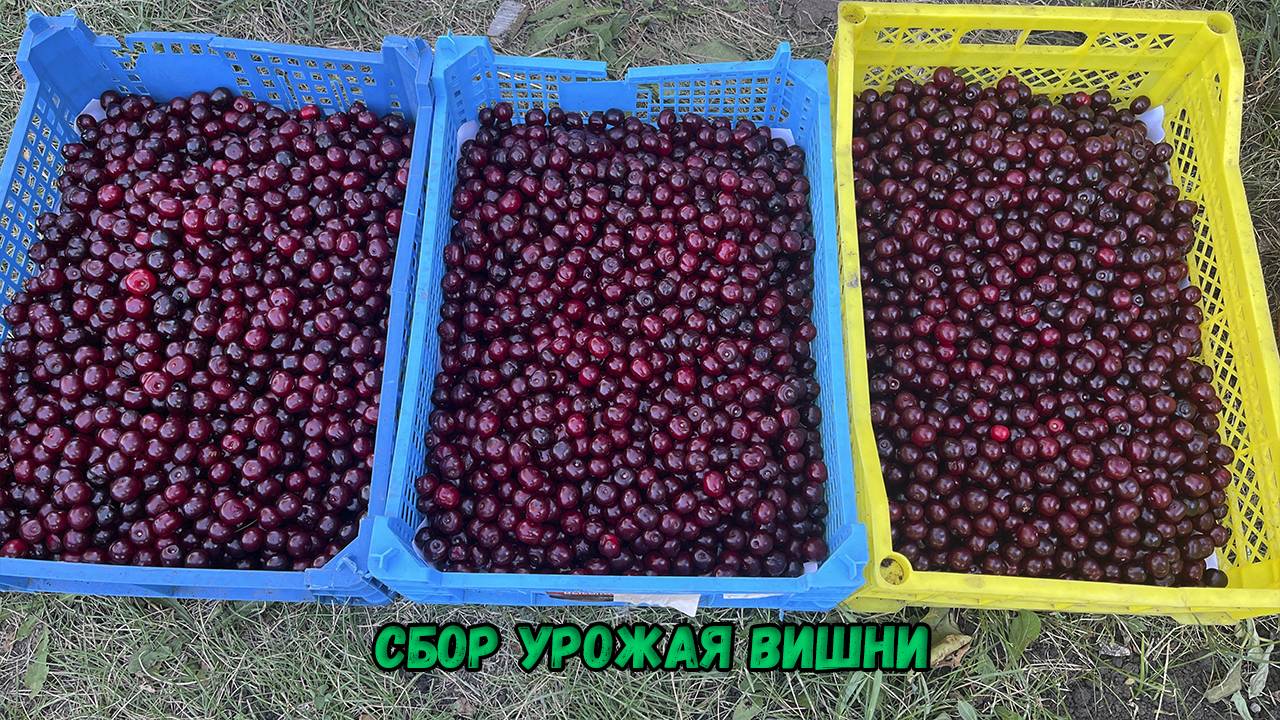 Сбор урожая вишни