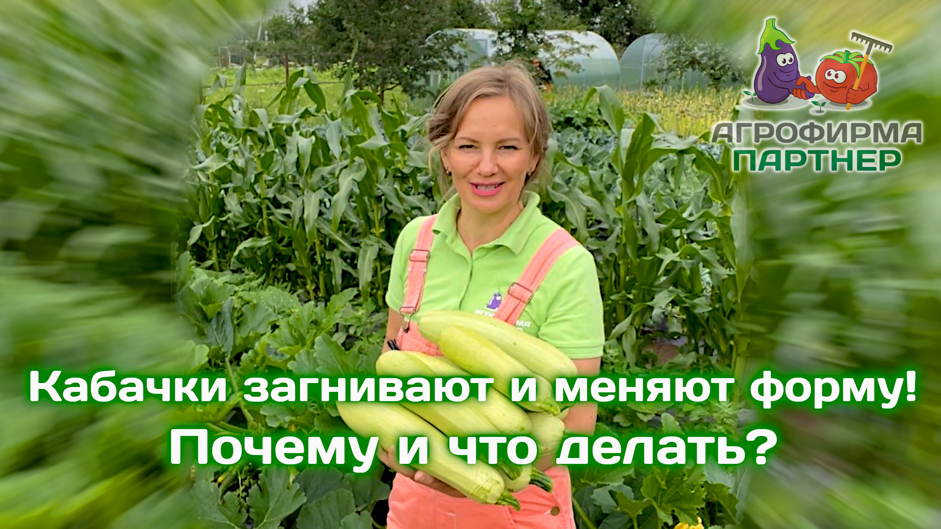 Кабачки загнивают и меняют форму! Почему и что делать?