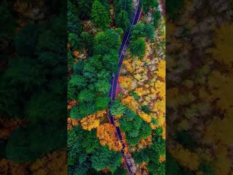 Прекрасные виды лесов с высоты #Shorts