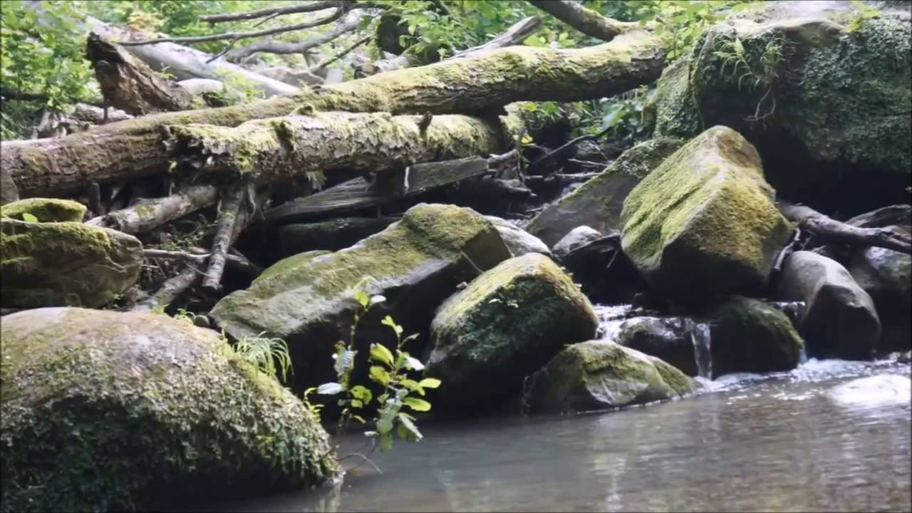Волконское и Самшитовое ущелья