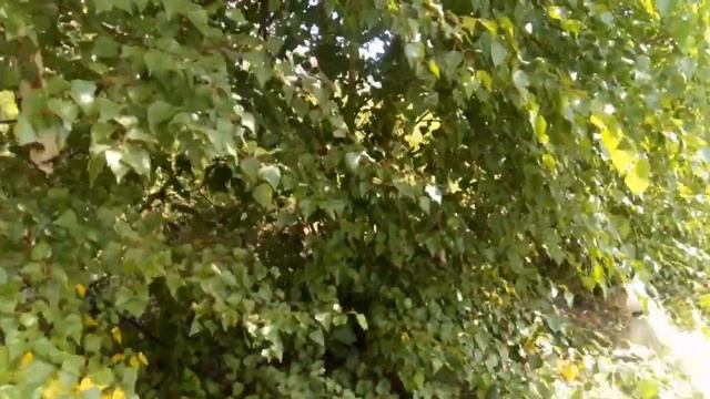 Прогулка. Сбор урожая.mp4