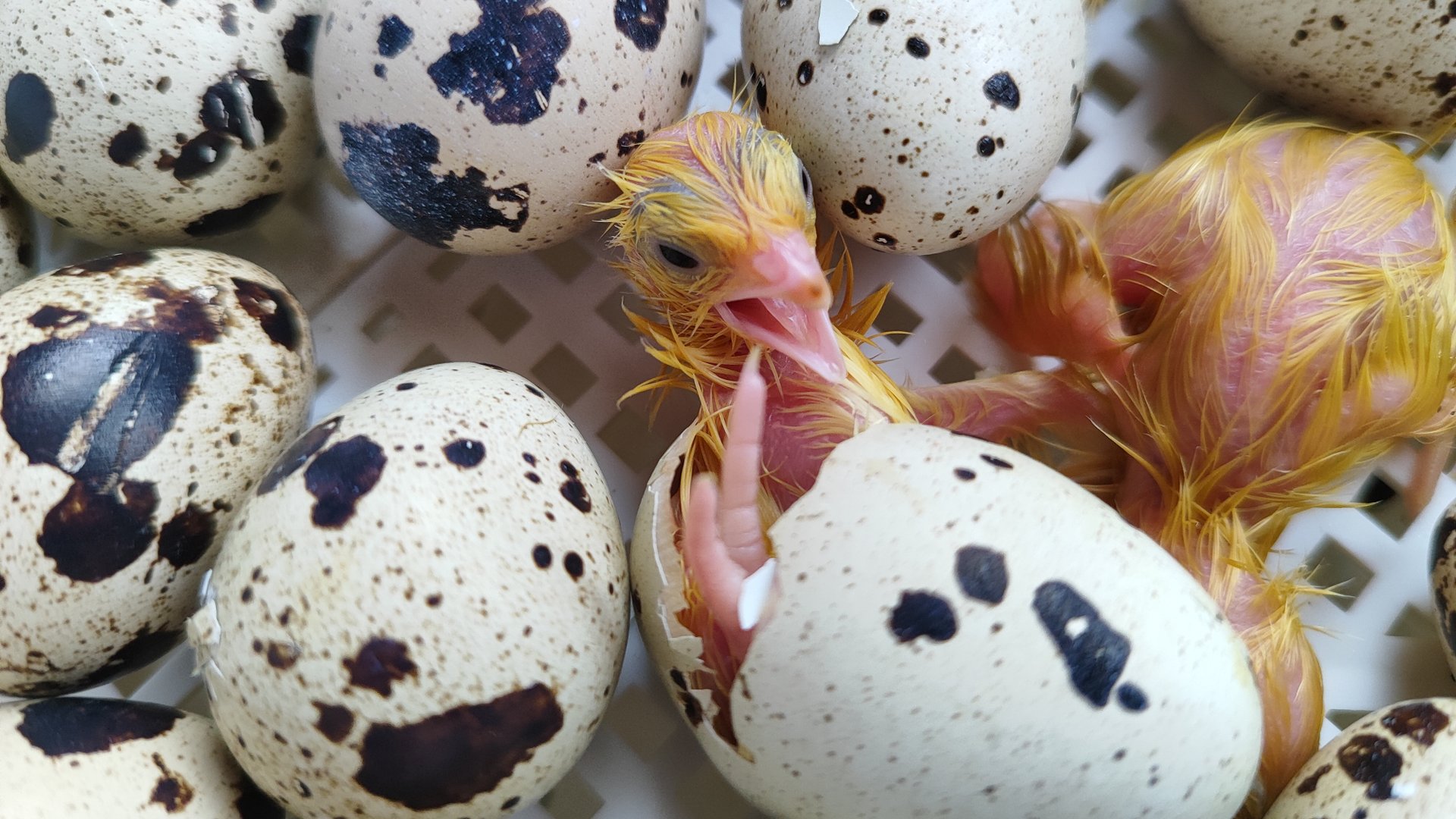 Это просто чудо! Сняли на видео полный процесс вылупления перепелят #ферма #перепелки #перепела