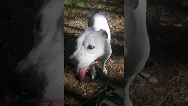 От улыбки станет всем светлей