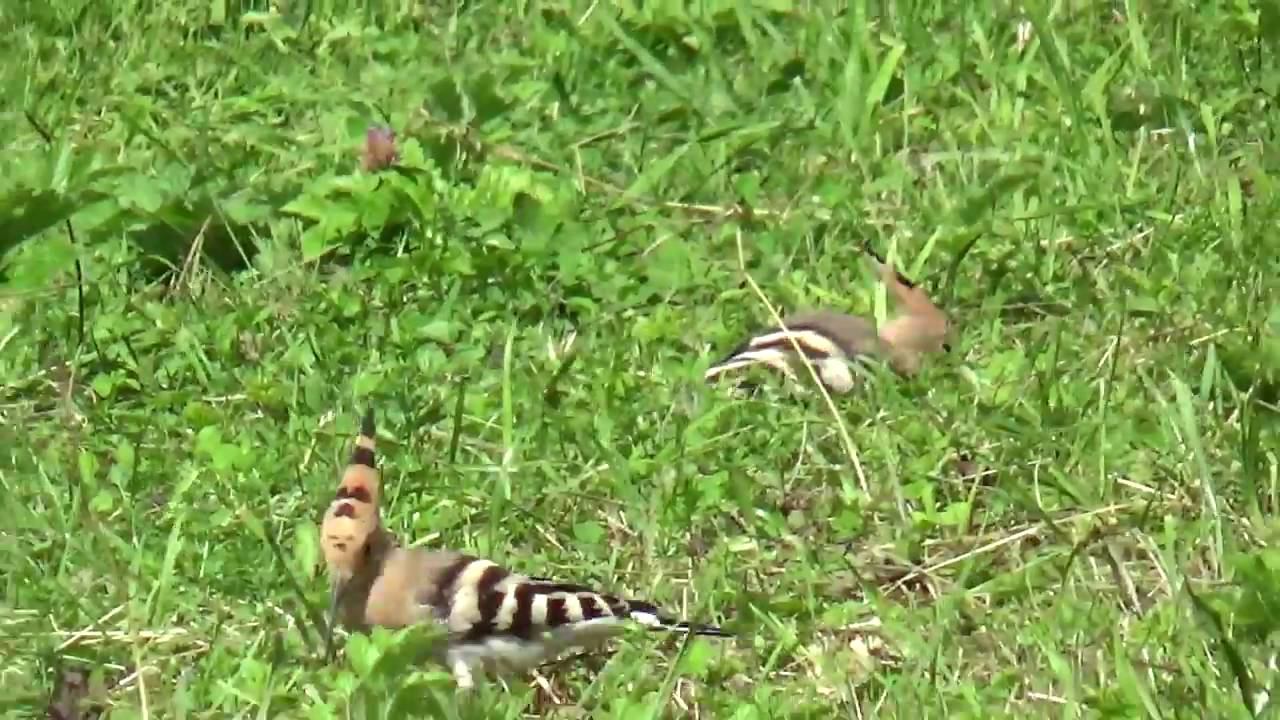 Удоды в Алтайском биосферном заповеднике