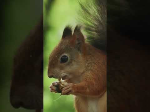 Красивый осенний лес для отдыха #Shorts