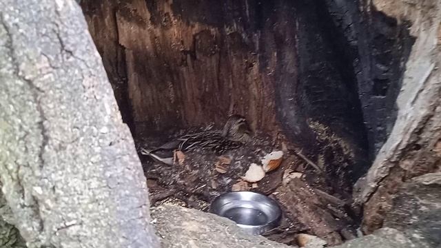 Владимир.
Утка поселилась в дупле дерева