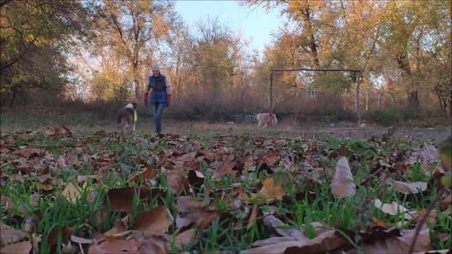 Австралийский Алладин и фризби.mp4